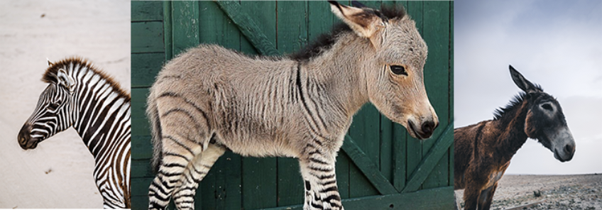 Italy's First Zonkey is Half Zebra, Half Donkey but Fully Adorable 🦓 🐴 ...
