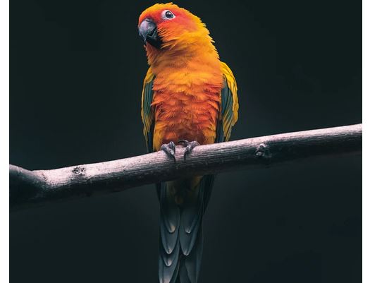 This Cute Parrot Joins Pavarotti Singing Caruso | Hardcore Italians